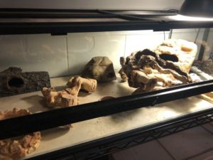 Leopard Gecko – BeWild Reptile Rescue