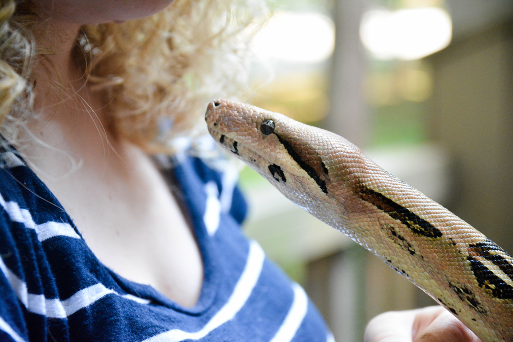 Diversifying Snake Diets – BeWild Reptile Rescue