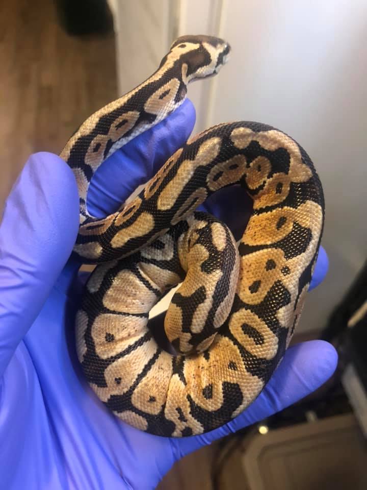 Vitamin C Deficiency in Snakes – BeWild Reptile Rescue